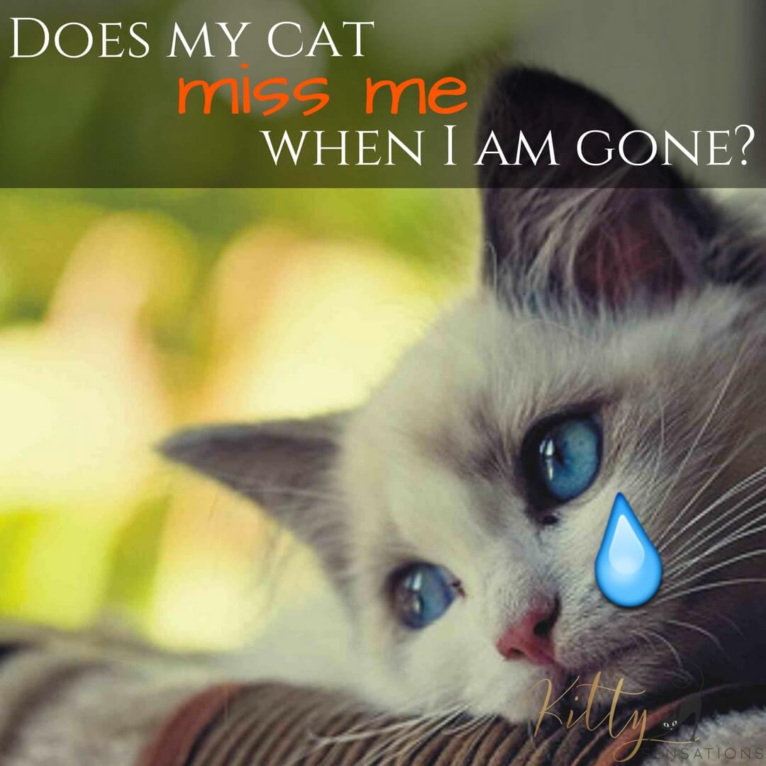 Does My Cat Miss Me When I'm Gone?