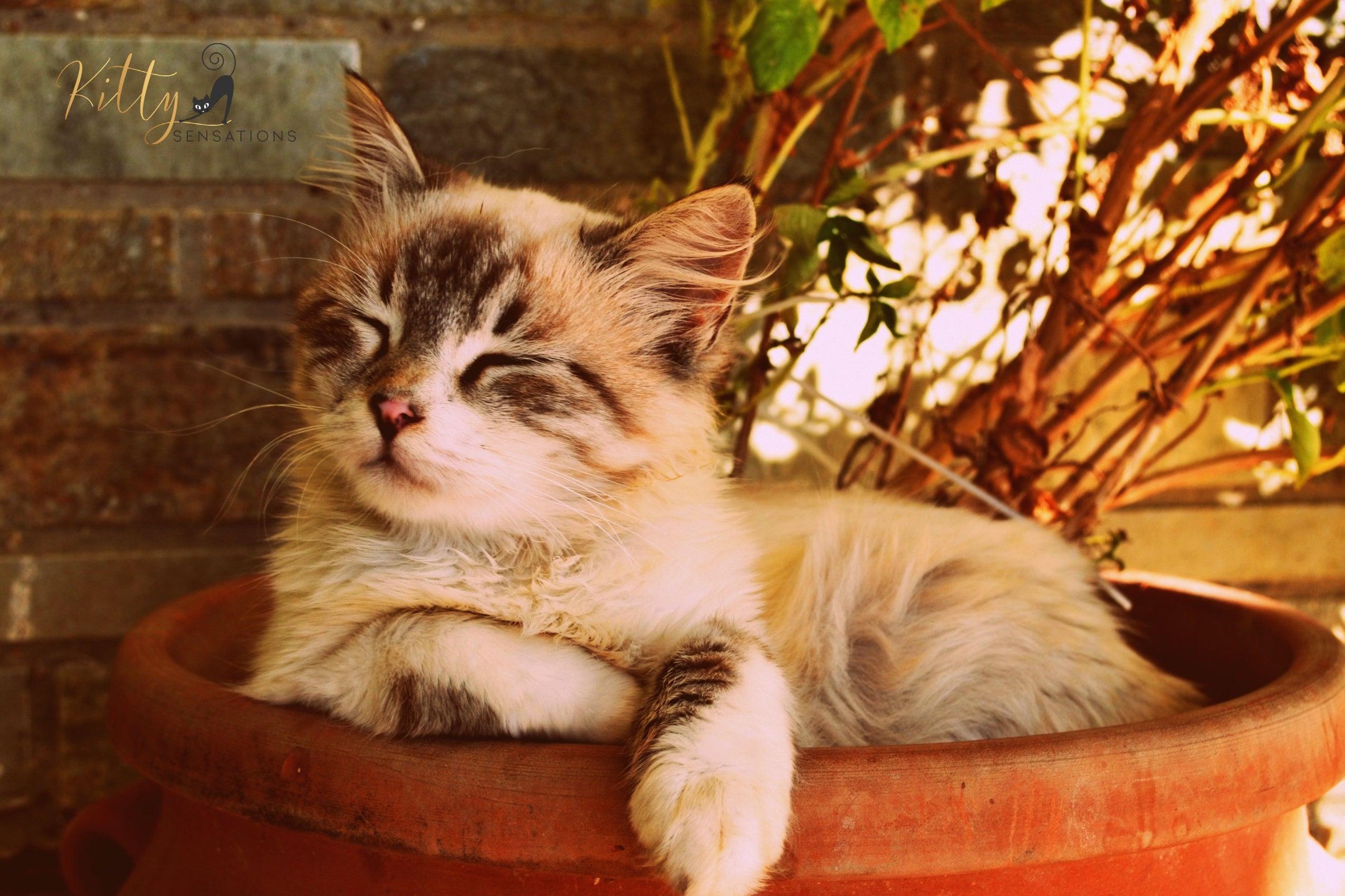 When Are Cats Fully Grown? Cat Life Stages Explained