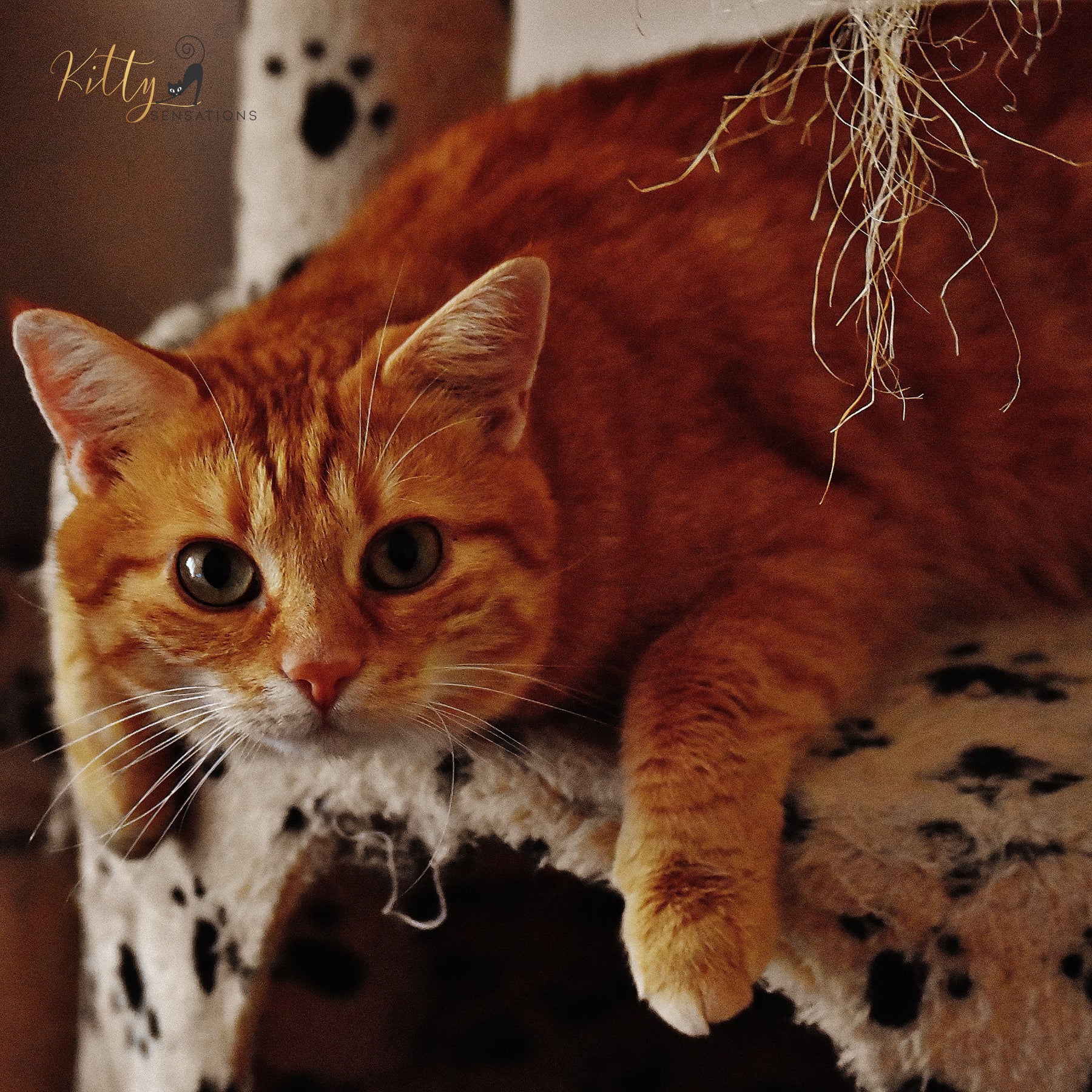 Cat Photo Contest
